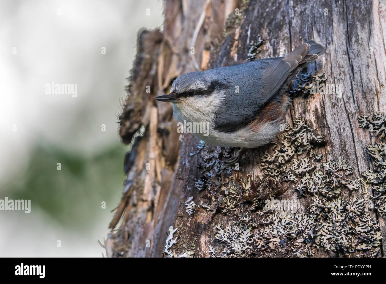 Eastern nuthatch hi-res stock photography and images - Alamy