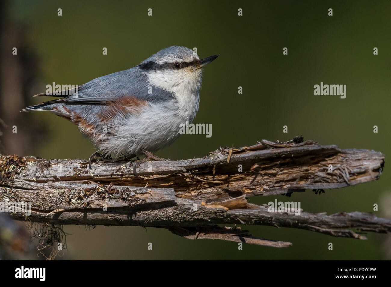 Eastern nuthatch hi-res stock photography and images - Alamy