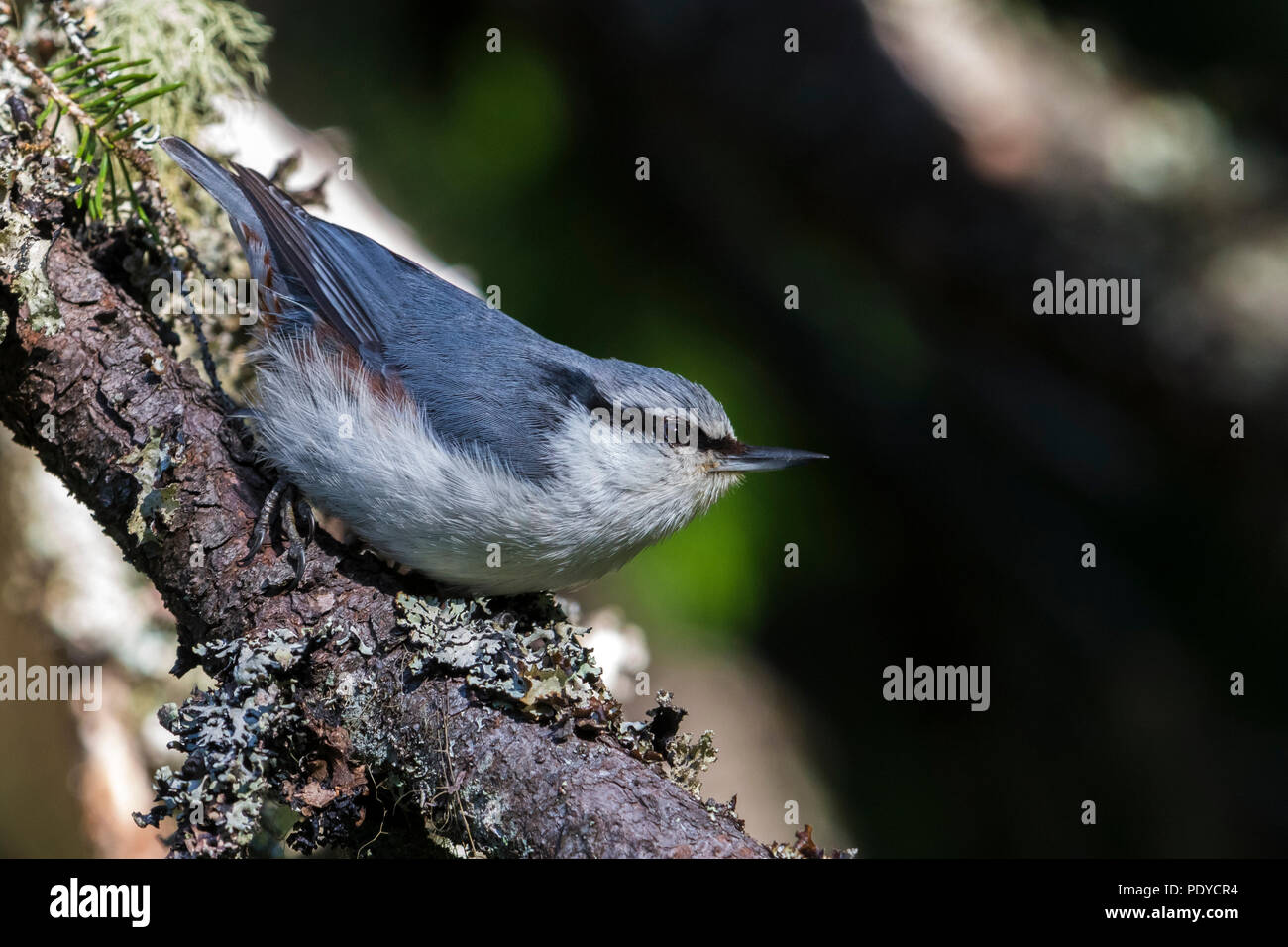 Eastern nuthatch hi-res stock photography and images - Alamy
