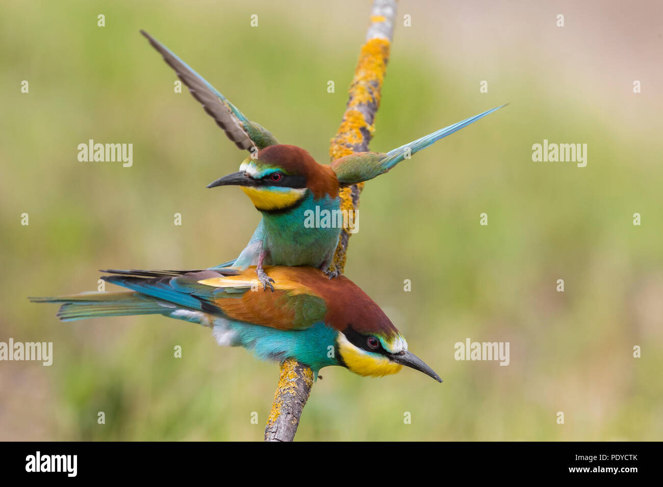 Mating European Bee-eaters (Merops apiaster Stock Photo - Alamy