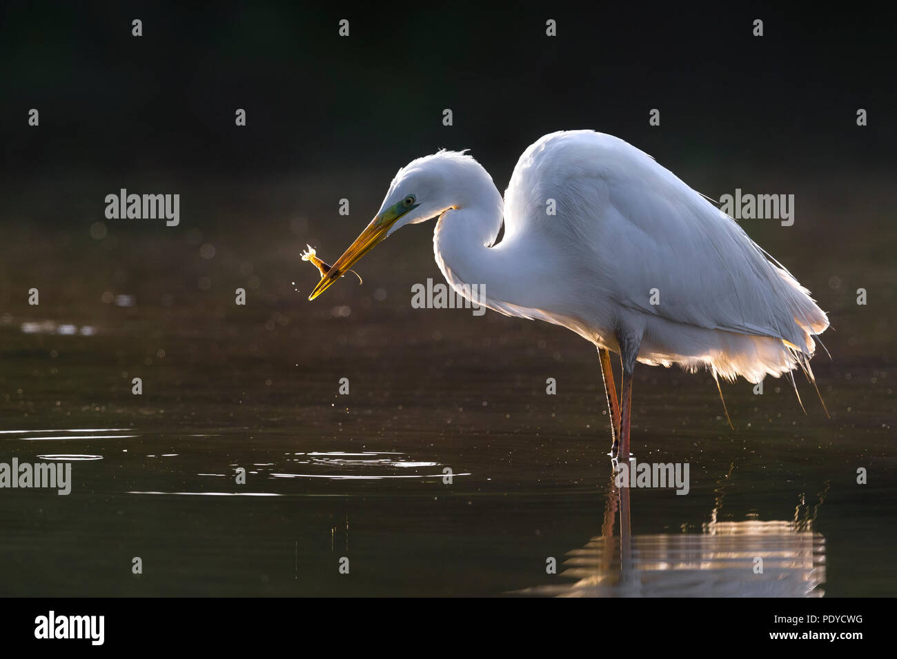 Great White Egret; Ardea alba Stock Photo - Alamy
