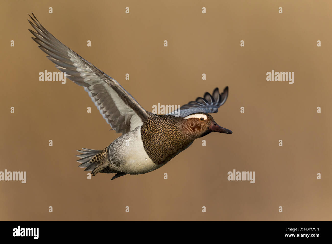 Garganey anas querquedula male hi-res stock photography and images - Alamy