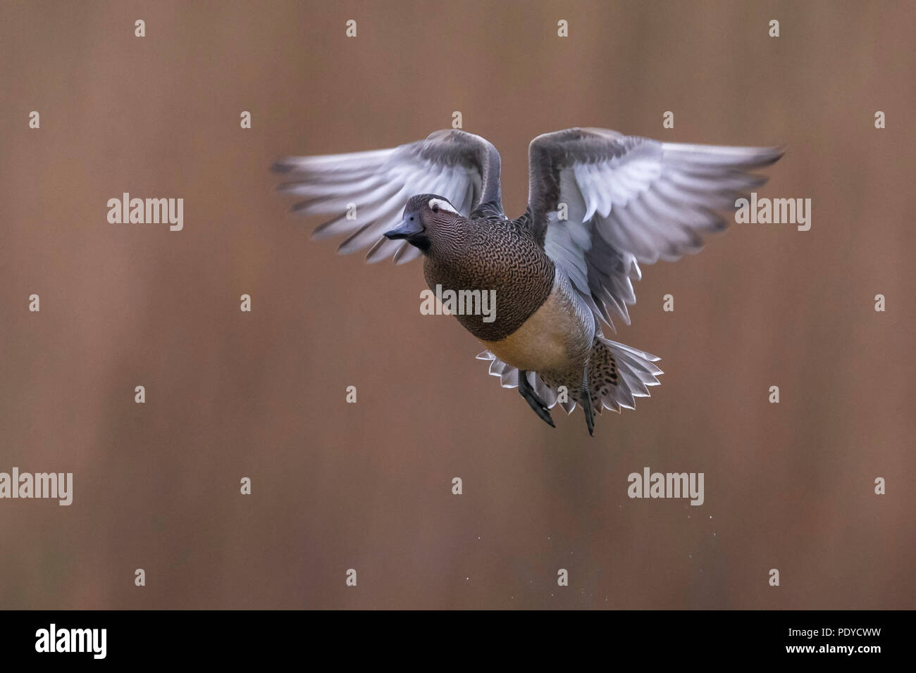 Garganey anas querquedula male hi-res stock photography and images - Alamy