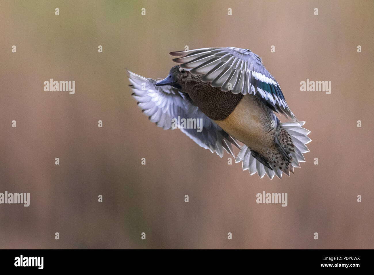 Flying male Garganey; Anas querquedula Stock Photo - Alamy