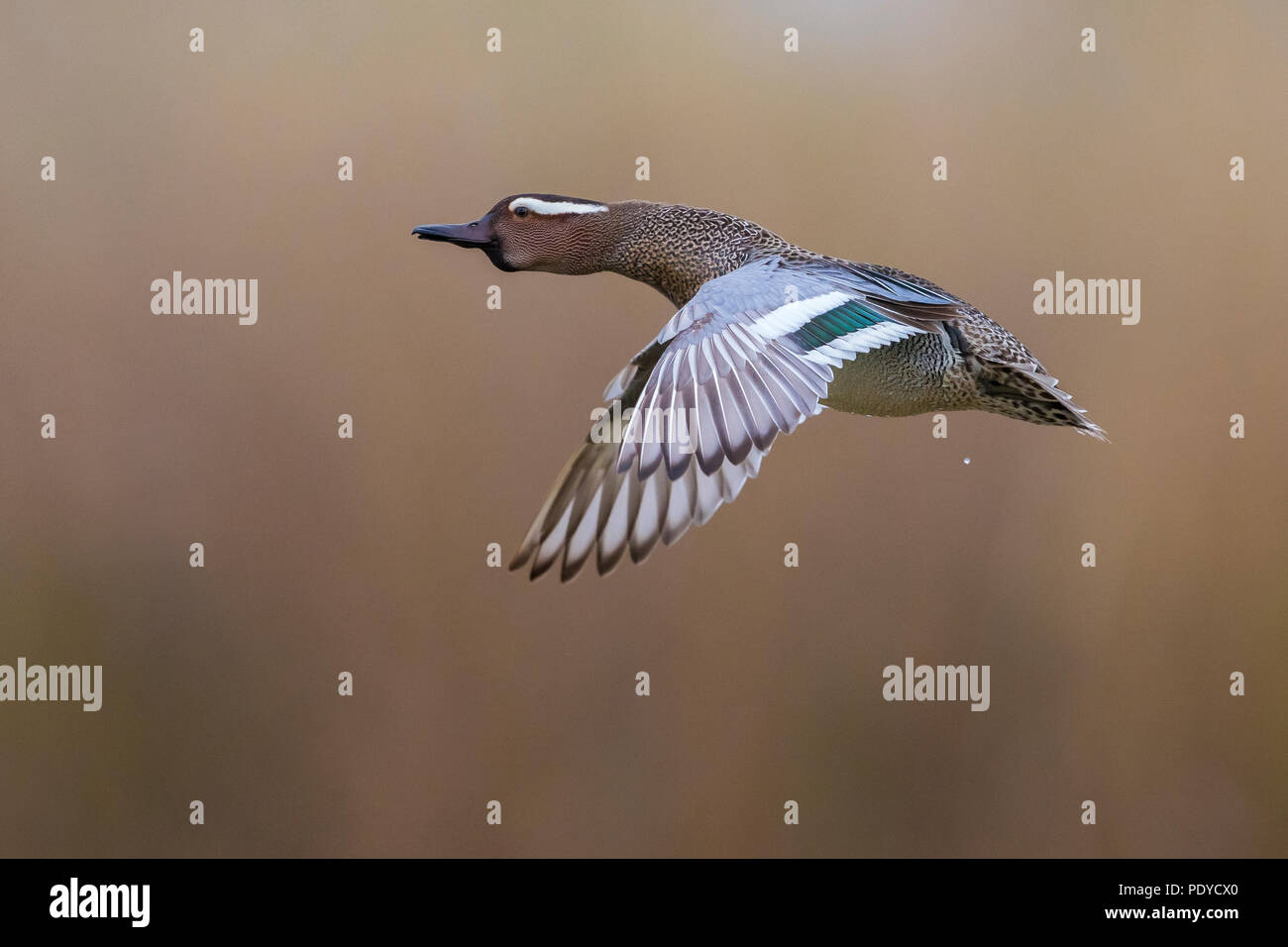 Flying male Garganey; Anas querquedula Stock Photo - Alamy