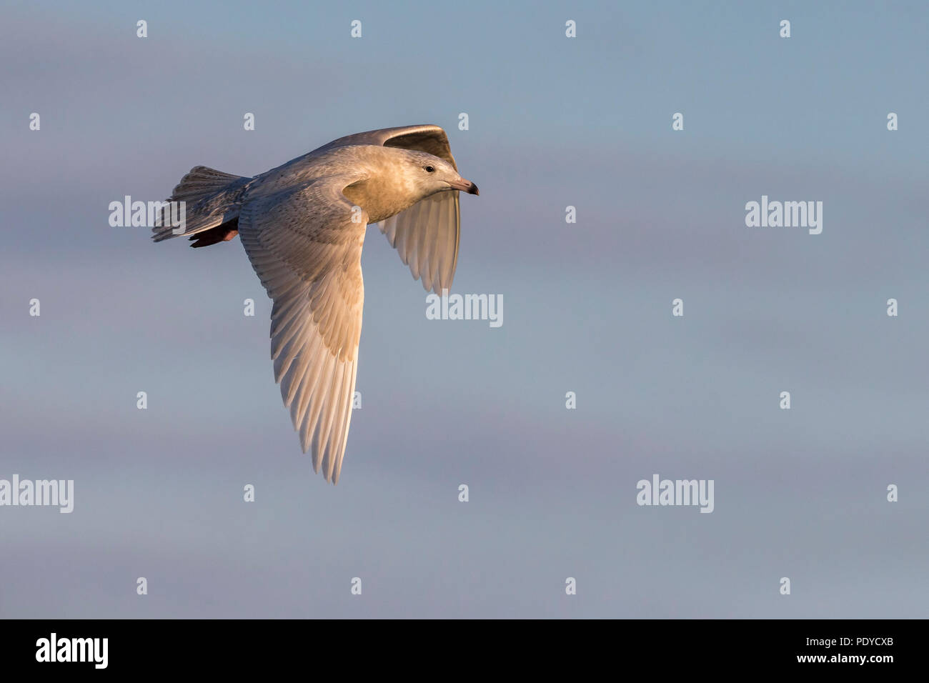 Flying Glaucous Gull; Larus hyperboreus Stock Photo - Alamy