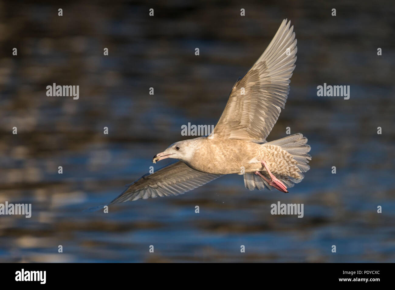 Flying gulls hi-res stock photography and images - Alamy