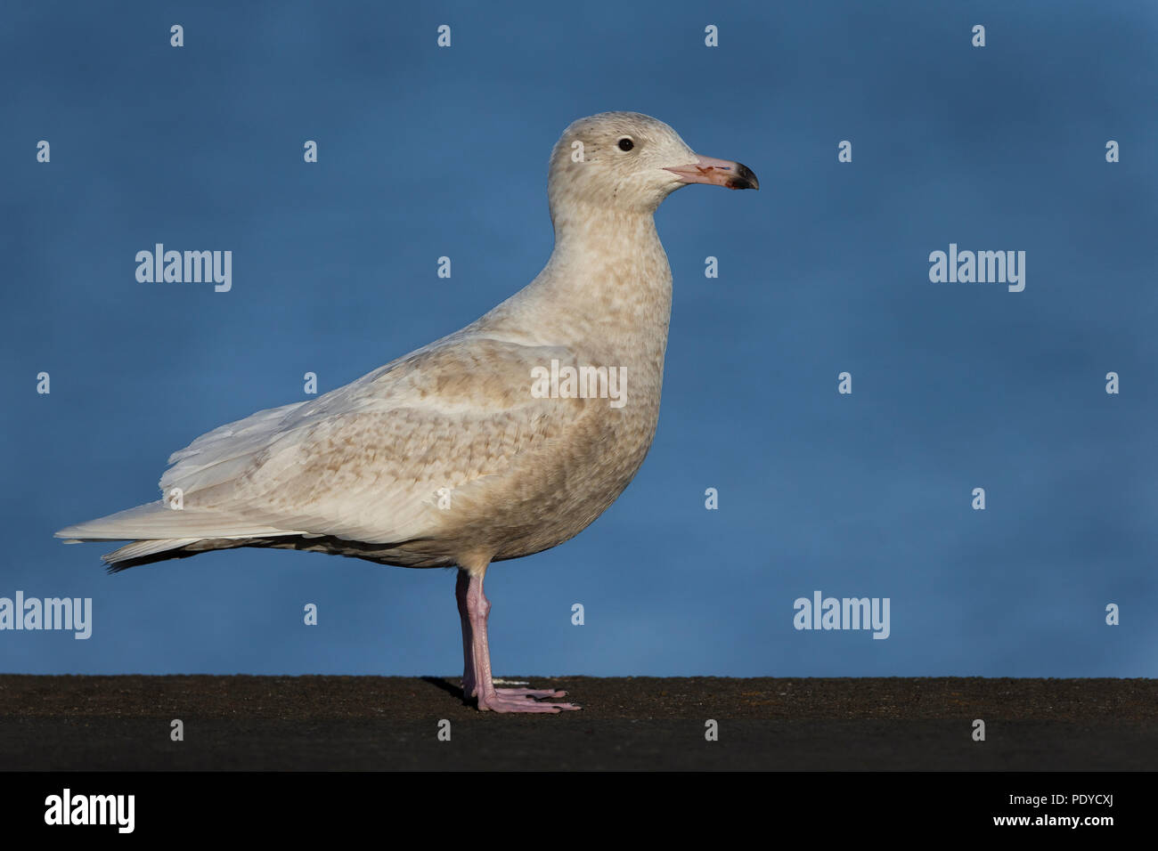 Hyperboreus hi-res stock photography and images - Alamy