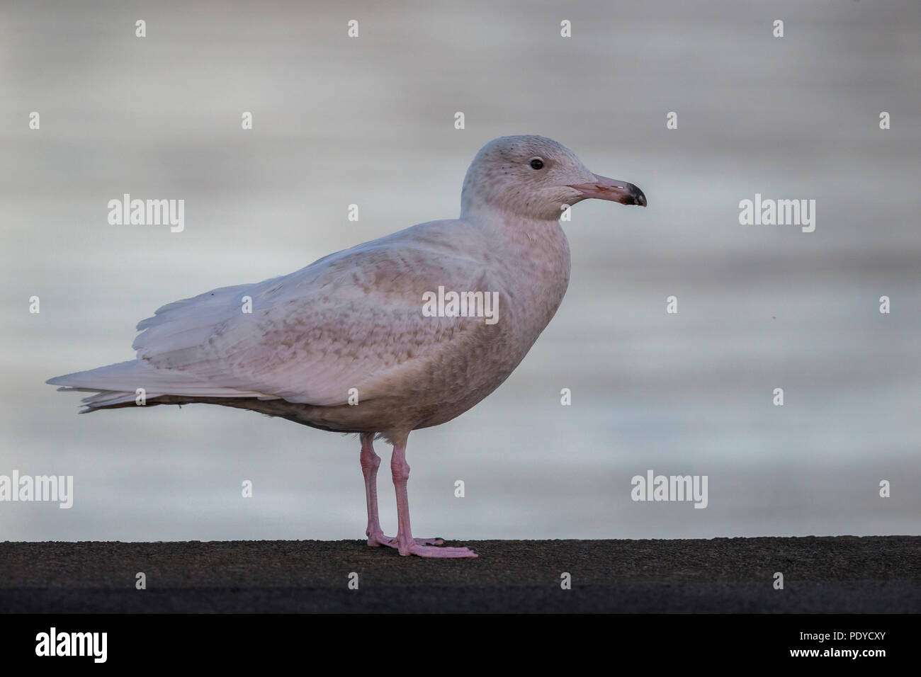 Hyperboreus hi-res stock photography and images - Alamy