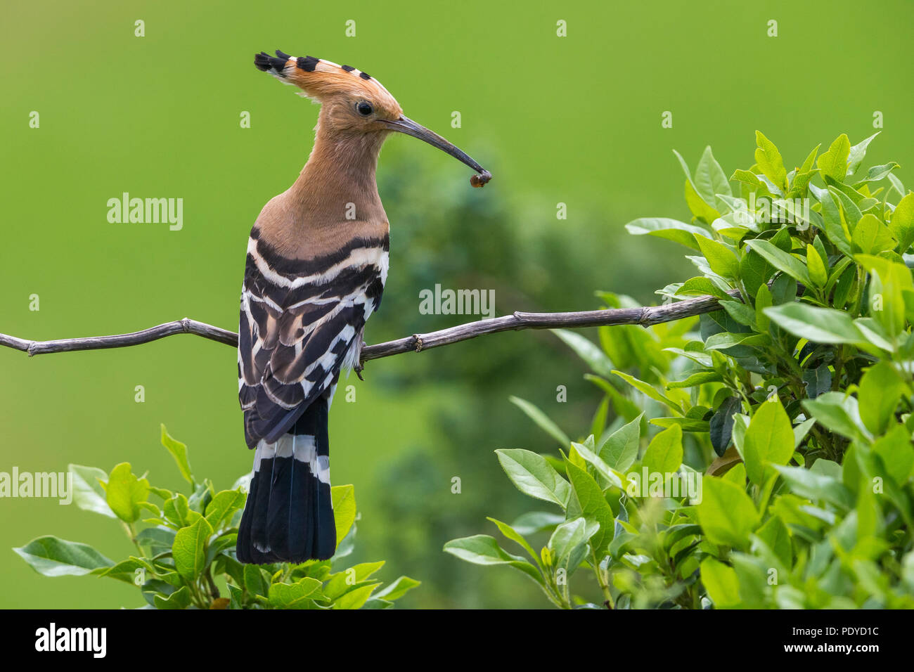 Upupa upupa hi-res stock photography and images - Alamy