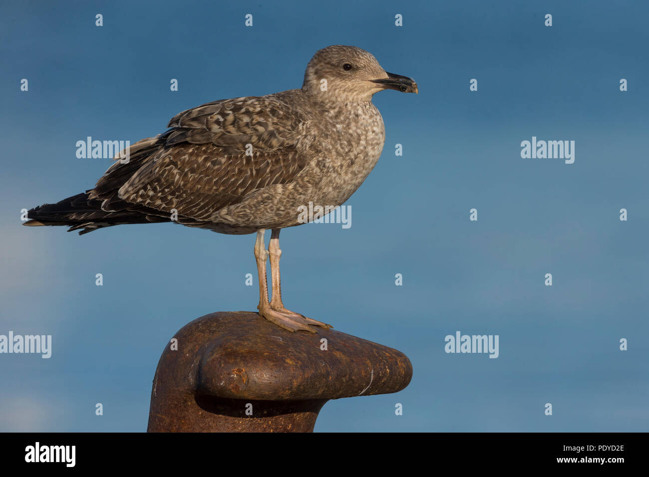Juvenile Azores Yellow-legged Gull; Larus michahellis atlantis Stock ...
