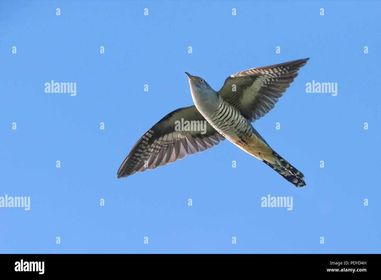 Flying Oriental cuckoo; Cuculus optatus Stock Photo - Alamy