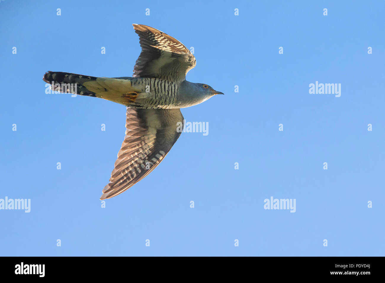 Flying Oriental cuckoo; Cuculus optatus Stock Photo - Alamy