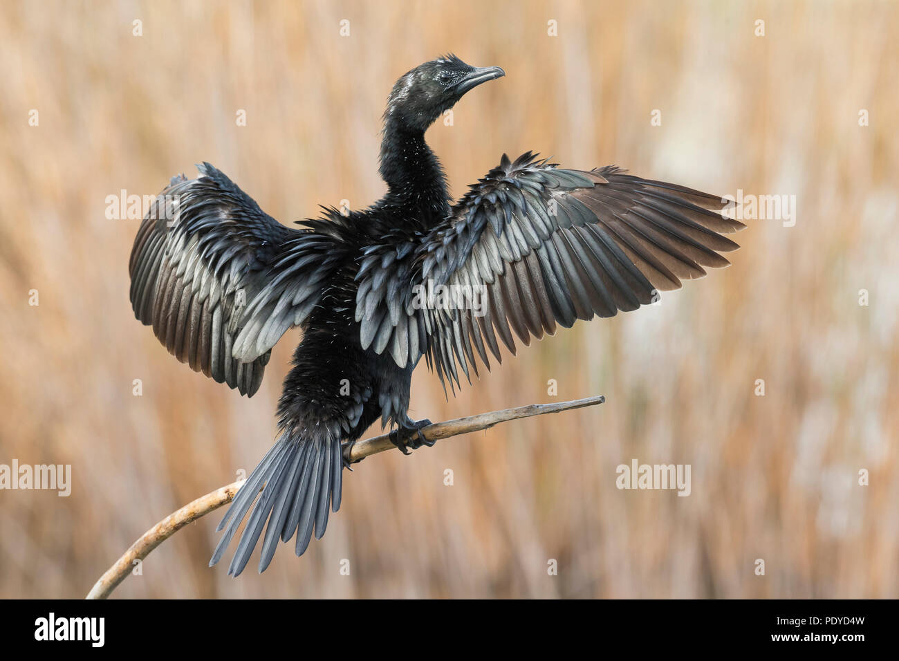 Pygmaeus hi-res stock photography and images - Alamy