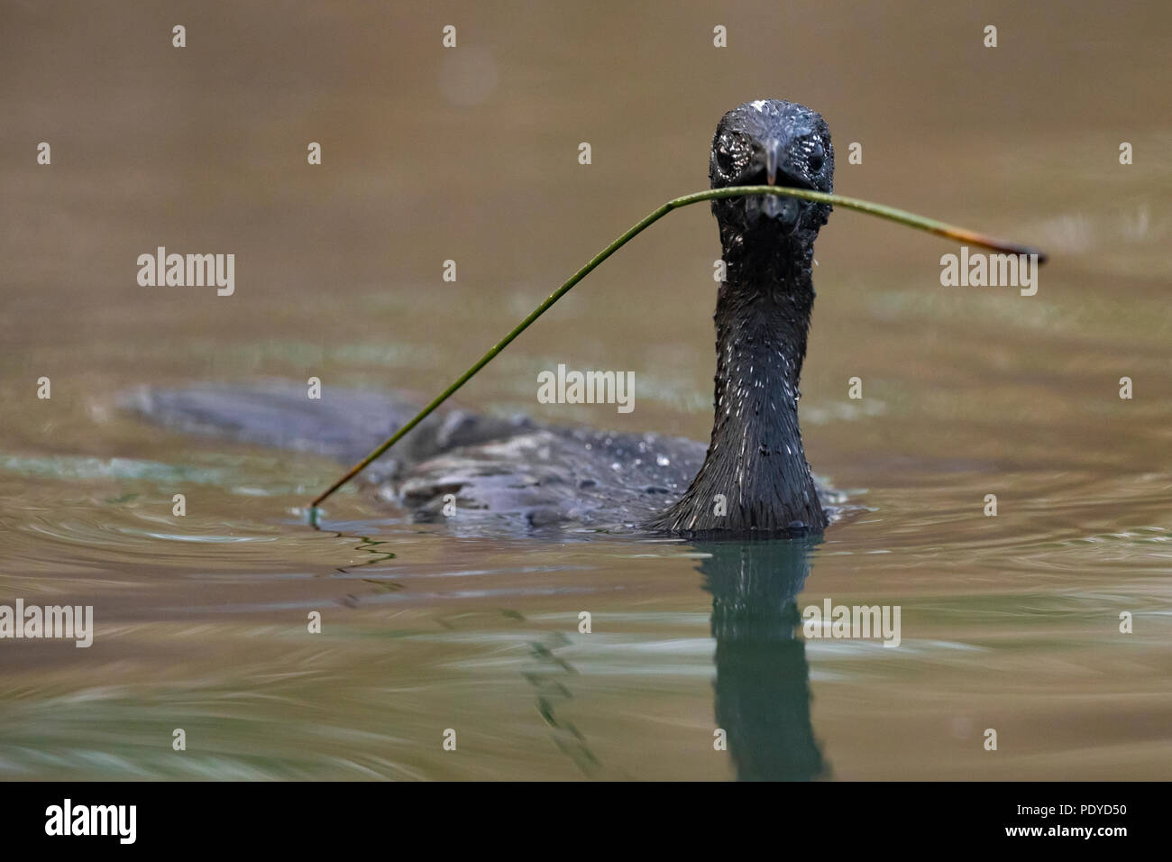Microcarbo pygmaeus hi-res stock photography and images - Alamy