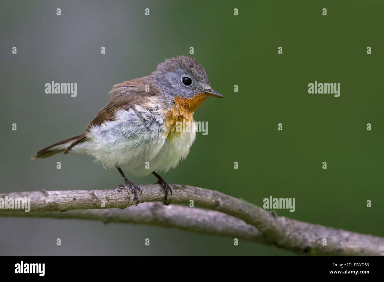 Red breasted flycatcher hi-res stock photography and images - Alamy