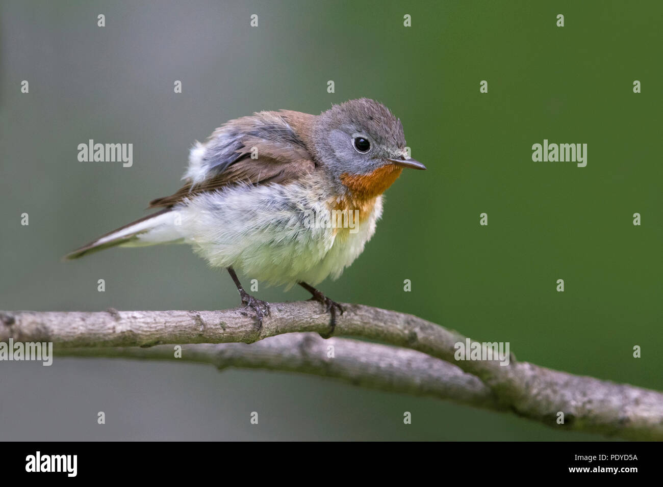 Red-breasted Flycatcher; Ficedula parva Stock Photo - Alamy