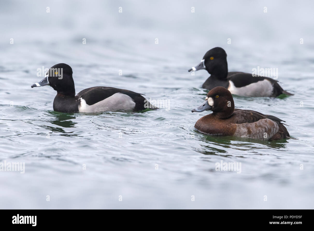 Scaup Vs Ringneck