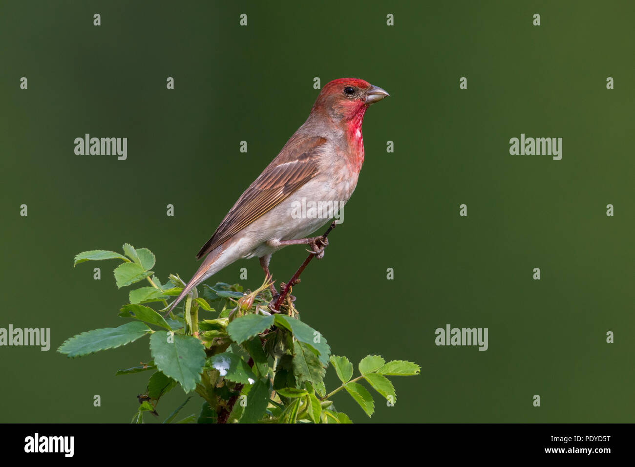Carpodacus erythrynus hi-res stock photography and images - Alamy