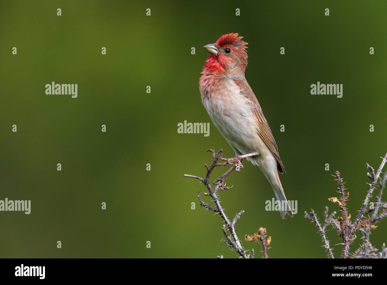 Bird Rosefinch Wildlife High Resolution Stock Photography and Images ...
