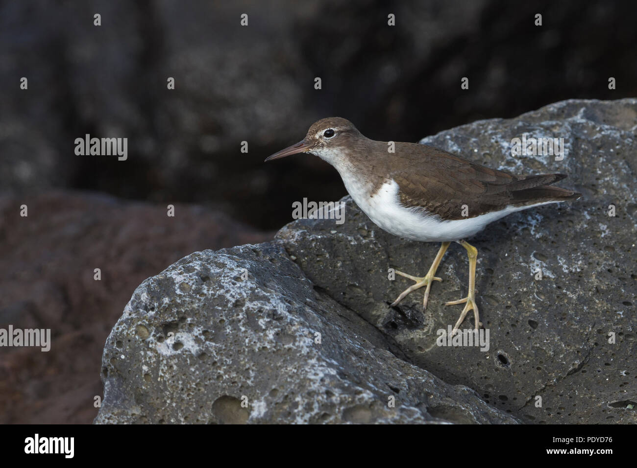 Spotted Sandpiper; Actitis macularius Stock Photo - Alamy