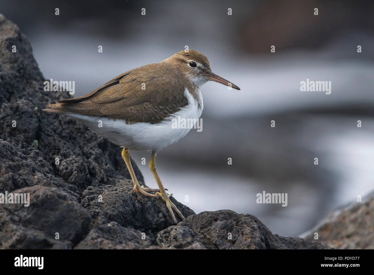Spotted Sandpiper; Actitis macularius Stock Photo - Alamy