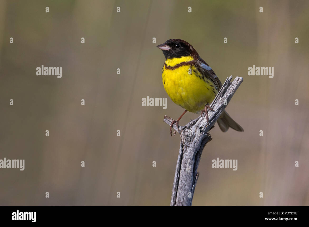 Male Yellow-breasted Bunting; Emberiza aureola Stock Photo - Alamy