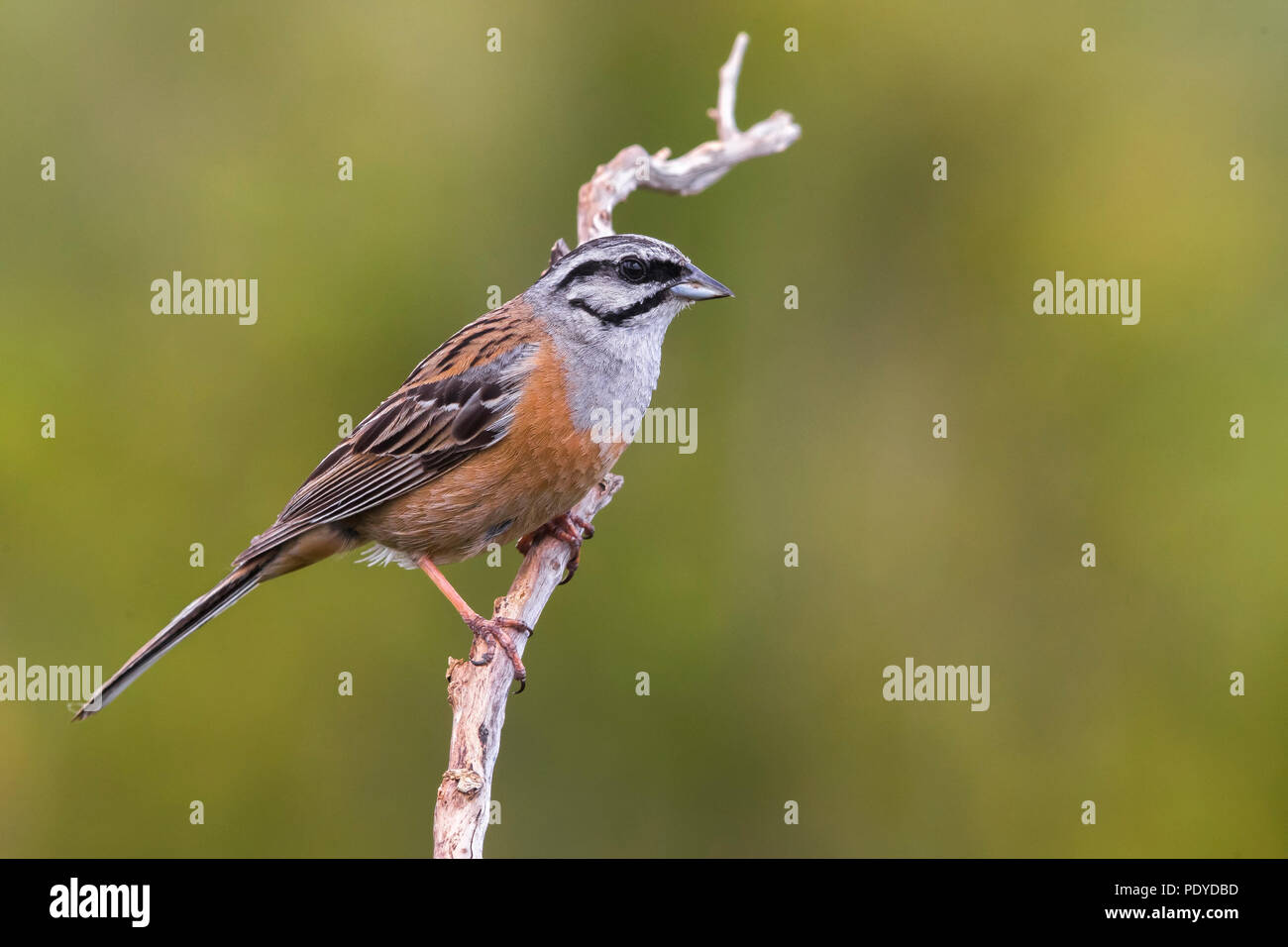 Adult male Rock Bunting; Emberiza cia Stock Photo - Alamy