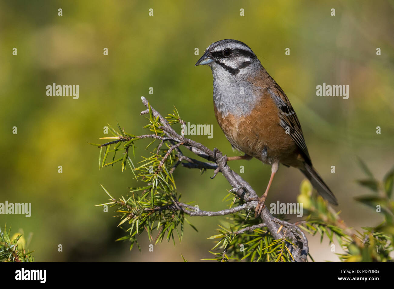 Adult male Rock Bunting; Emberiza cia Stock Photo - Alamy