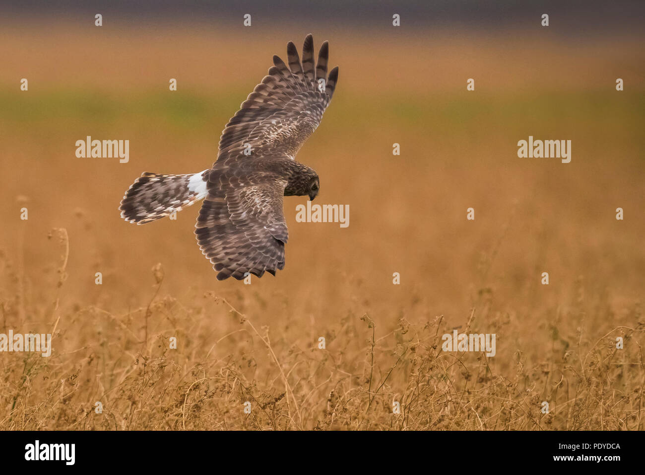 Flying Hen Harrier; Circus cyaneus Stock Photo - Alamy