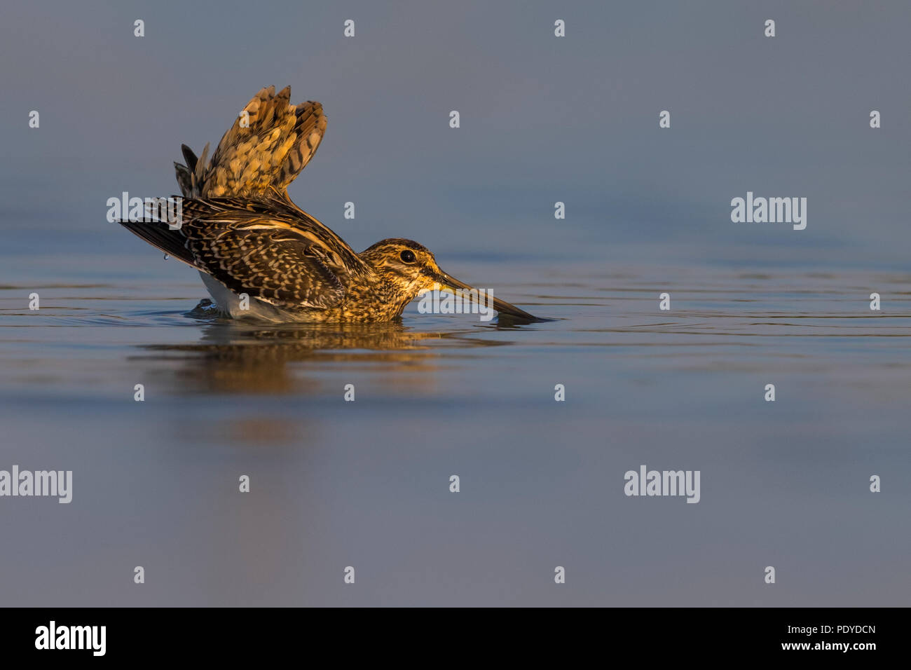Wader snipe hi-res stock photography and images - Alamy