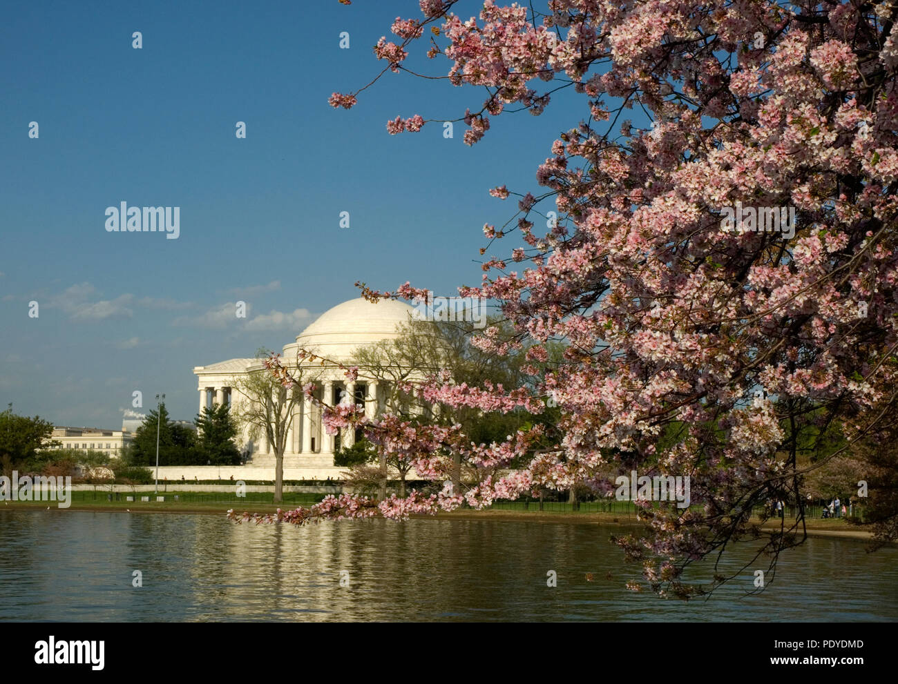 Thomas Jefferson Memorial during Cherry Blossom Festival, Washington D.C Stock Photo - Alamy