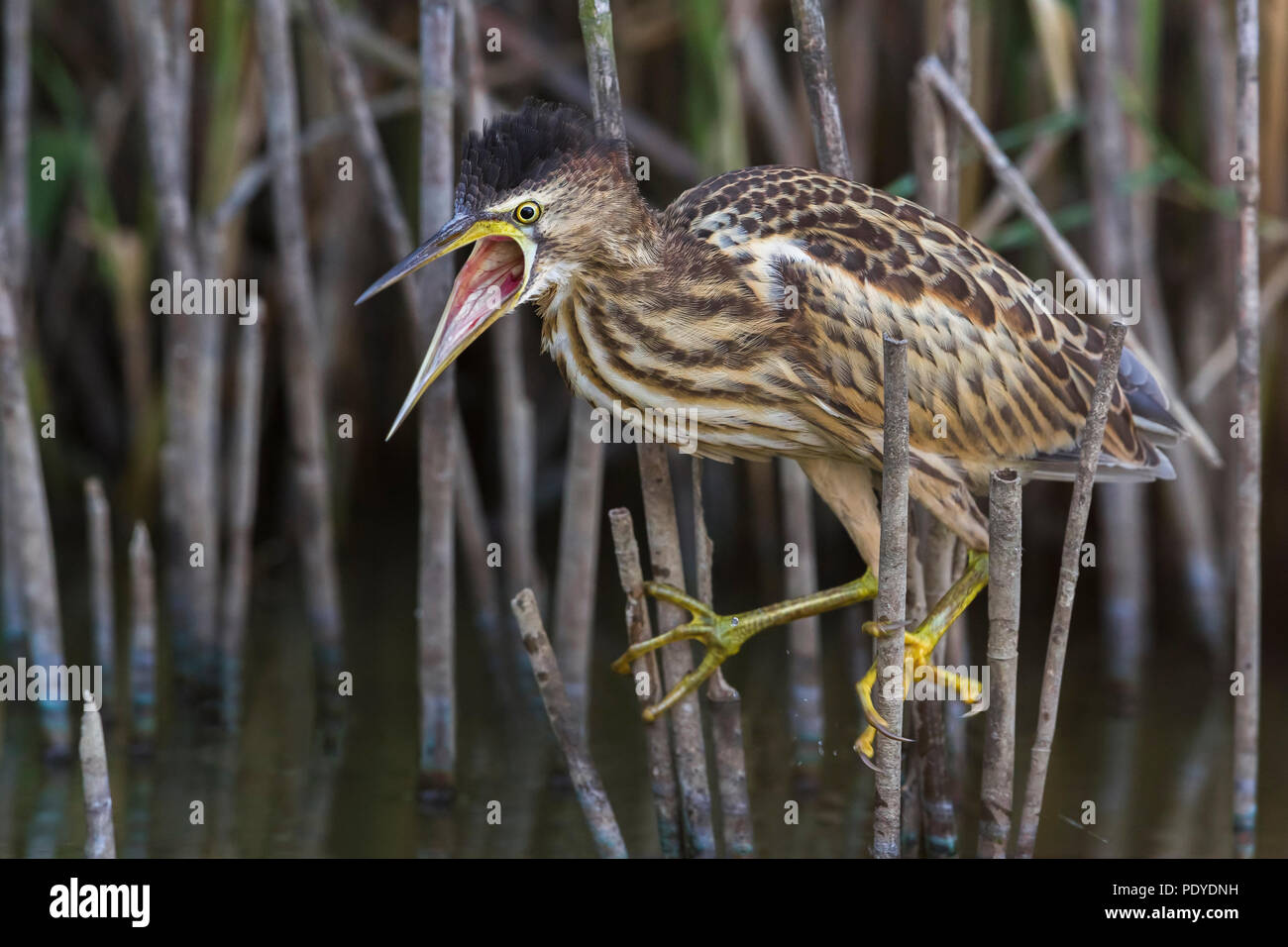 Minutus hi-res stock photography and images - Alamy