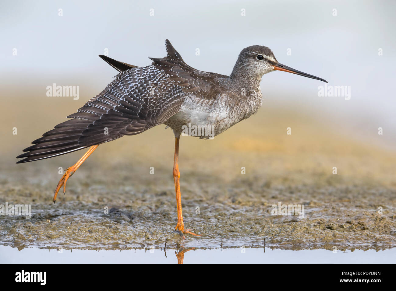 Spotted Redshank; Tringa erythropus Stock Photo - Alamy
