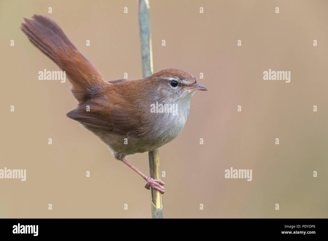 Cetti's Warbler; Cettia cetti Stock Photo - Alamy