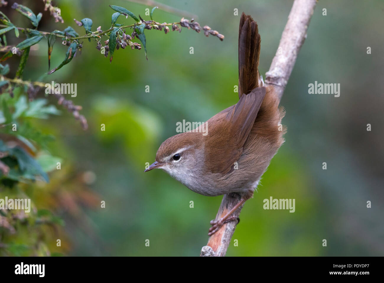 Cettia hi-res stock photography and images - Alamy