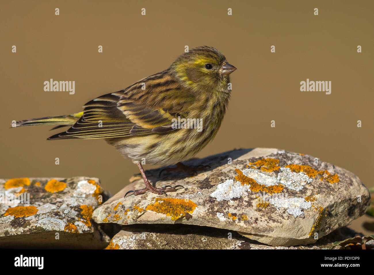 Serin bird hi-res stock photography and images - Alamy