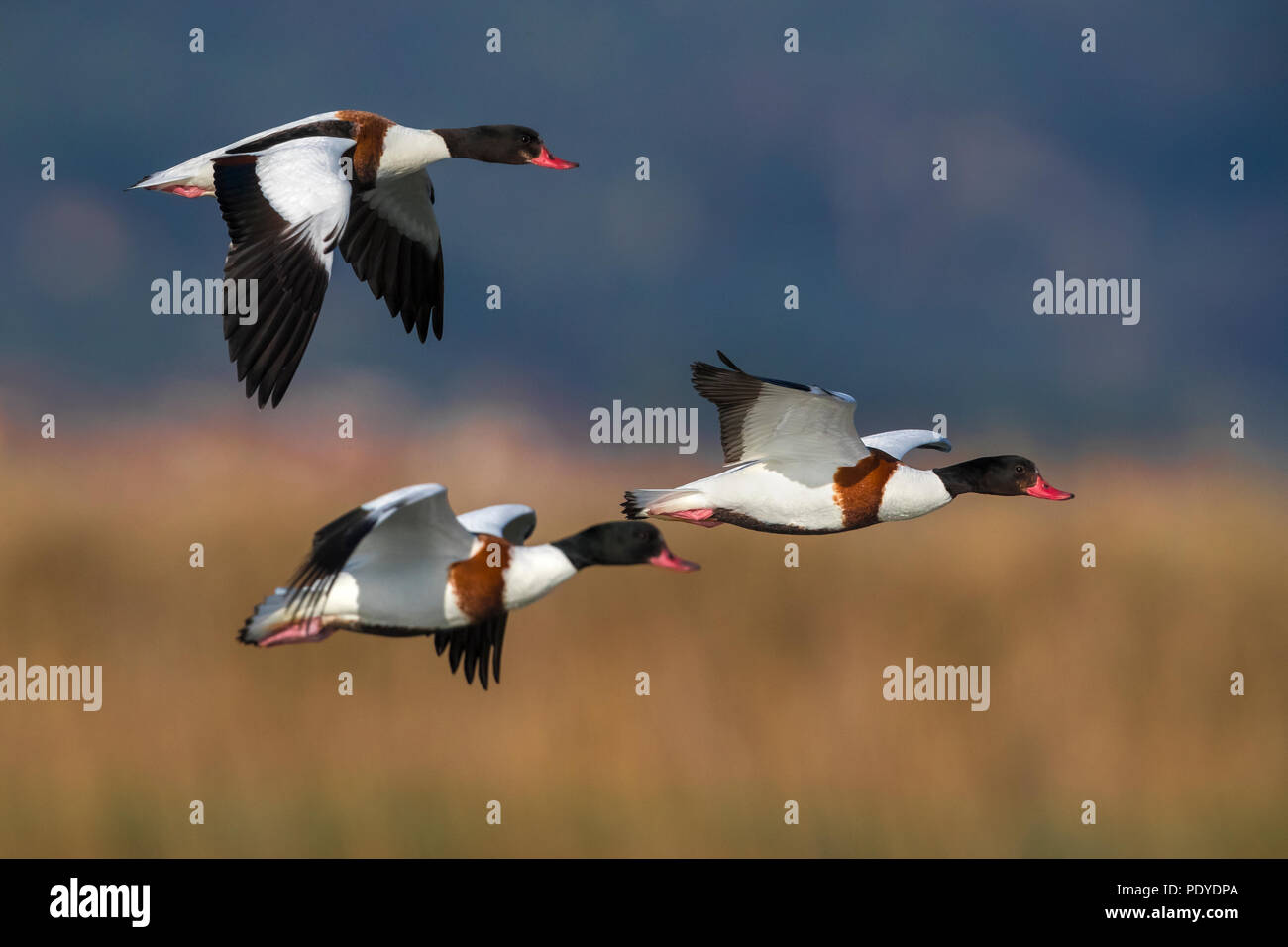 Common shelducks hi-res stock photography and images - Alamy