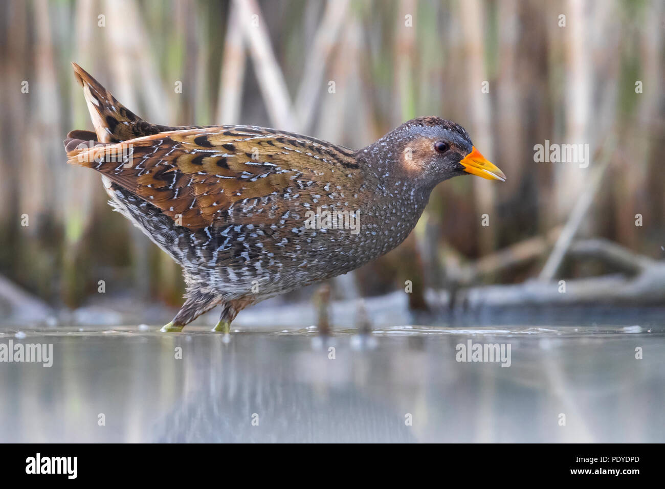 Spotted Crake; Porzana porzana Stock Photo - Alamy