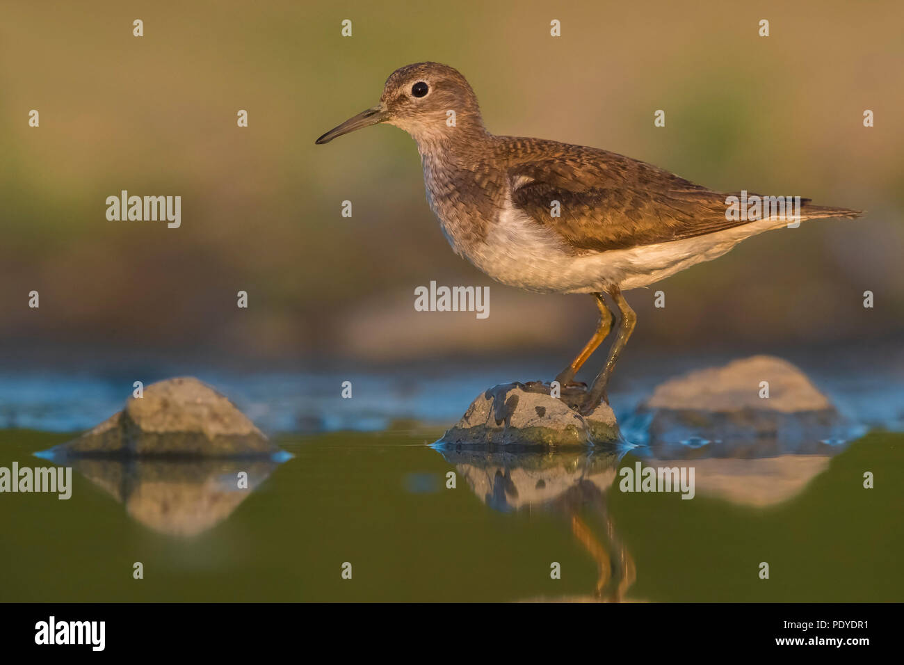 Common Sandpiper (Actitis hypoleucos Stock Photo - Alamy