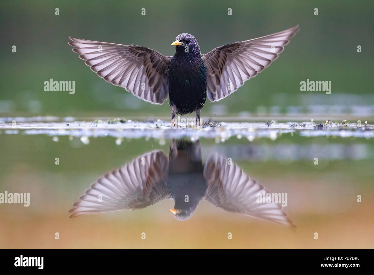 Common Starling (Sturnus vulgaris) with spread wings and reflection in ...