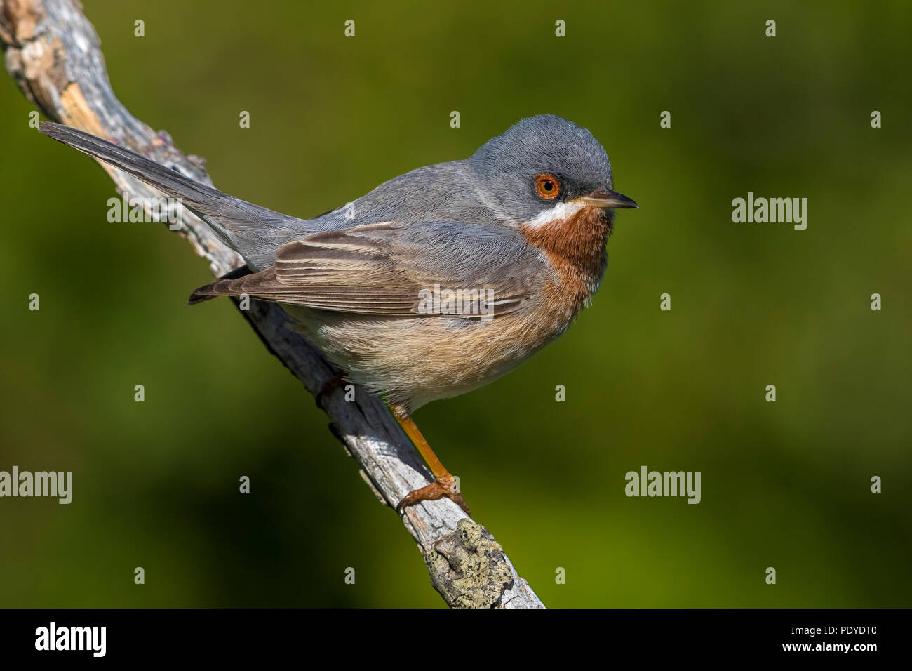 Eastern Subalpine Warbler; Sylvia cantillans cantillans Stock Photo - Alamy