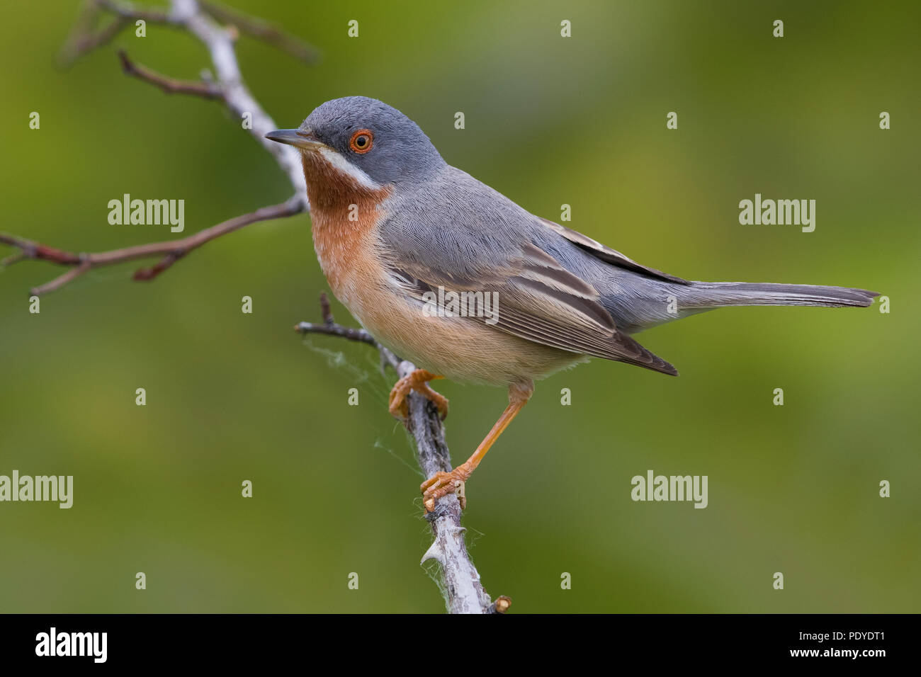 Sylvia cantillans albistriata hi-res stock photography and images - Alamy