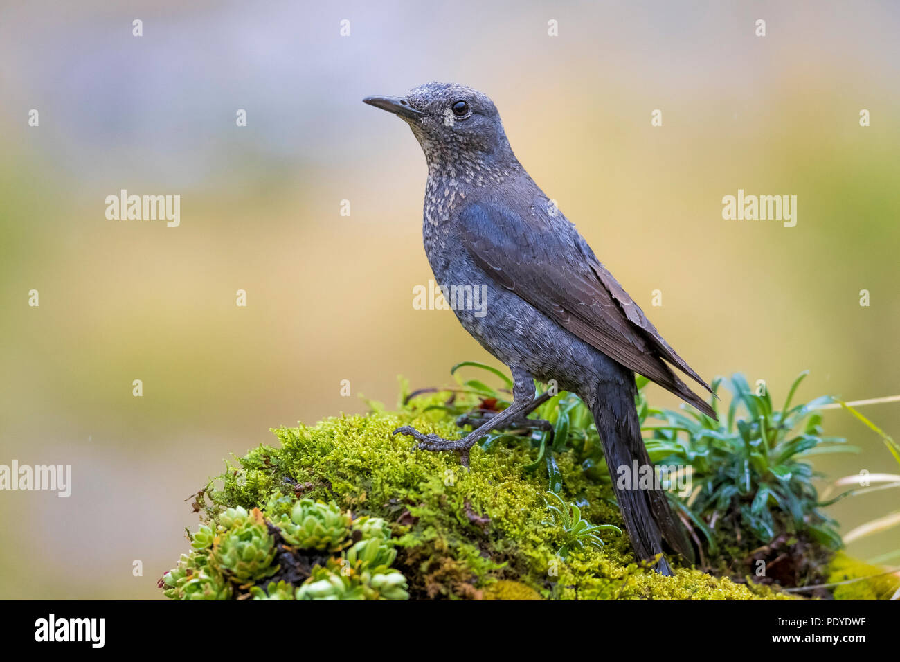 Blue rock thrush hi-res stock photography and images - Alamy