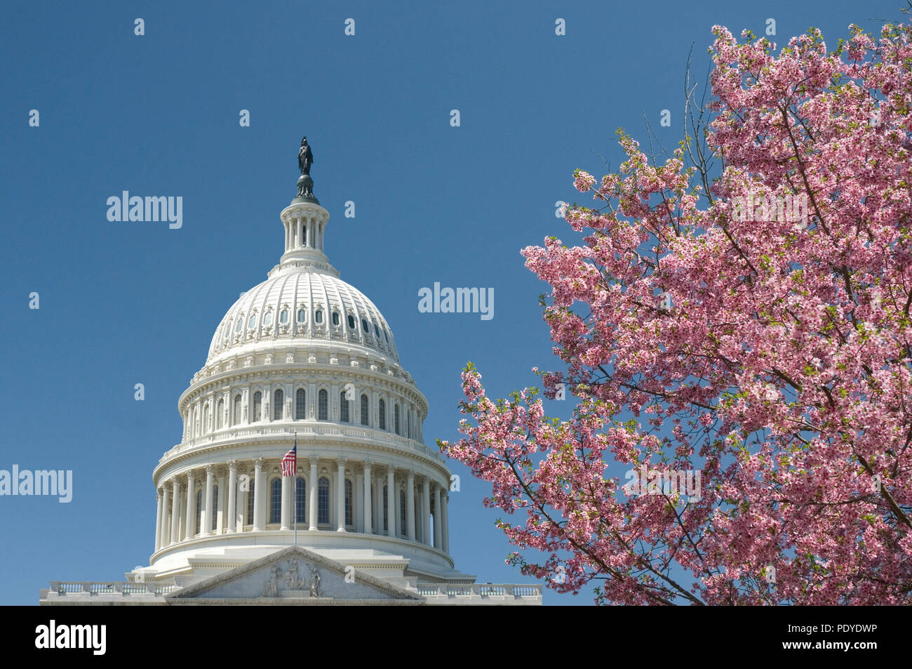 Capitol Building Cherry Blossom Stock Photos & Capitol Building Cherry ...