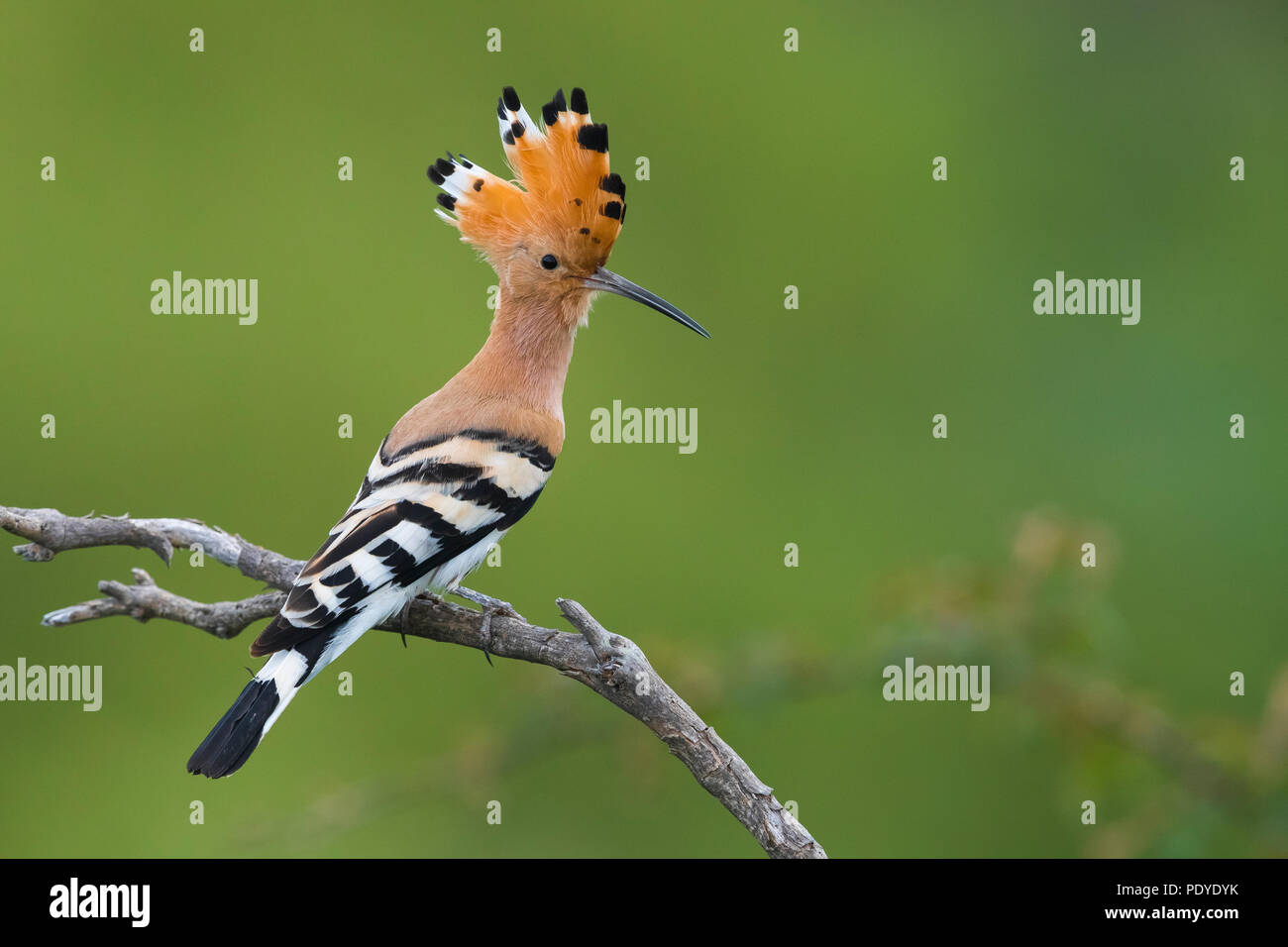 Upupidae hi-res stock photography and images - Alamy