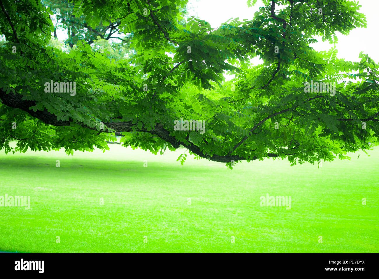 Beautiful greenery of lush summer tree and green grass Stock Photo - Alamy