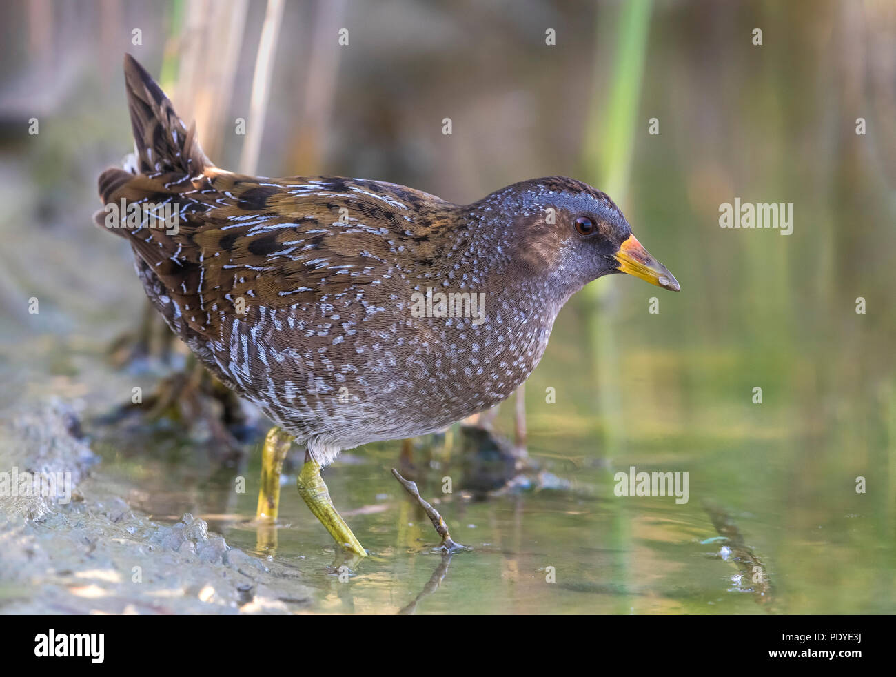 Spotted Crake; Porzana porzana Stock Photo - Alamy