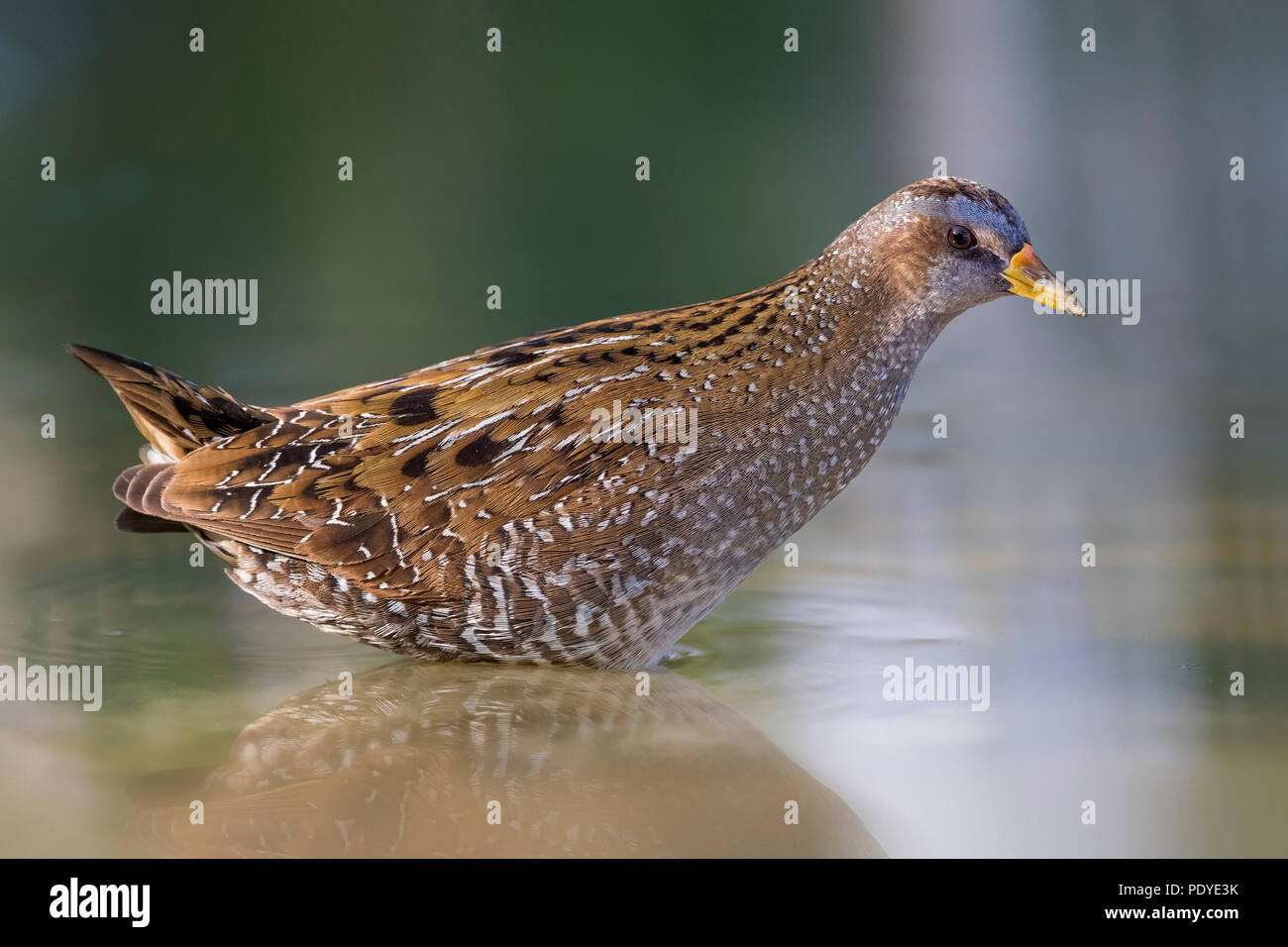Spotted Crake; Porzana porzana Stock Photo - Alamy