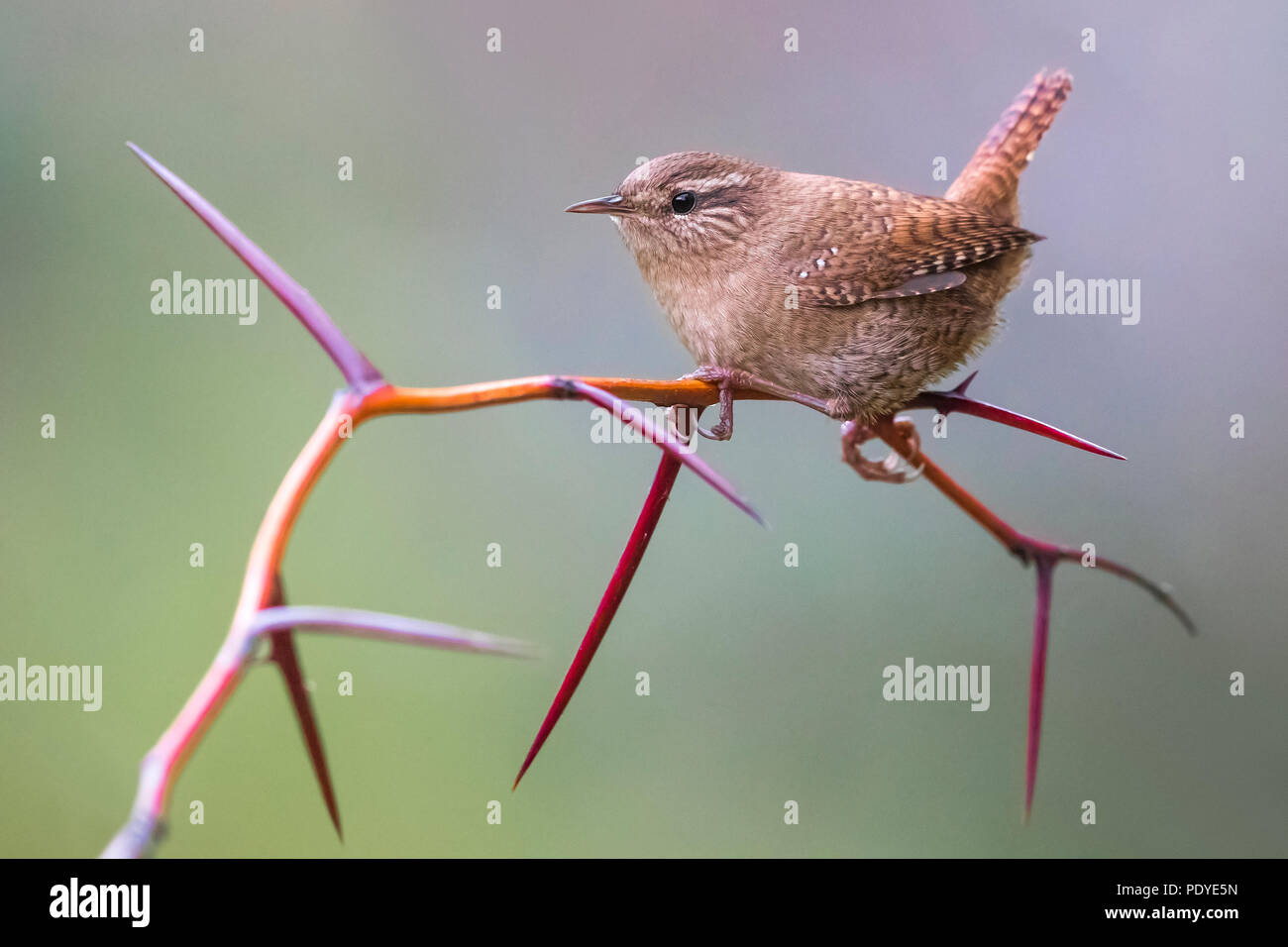 Troglodytes hi-res stock photography and images - Alamy